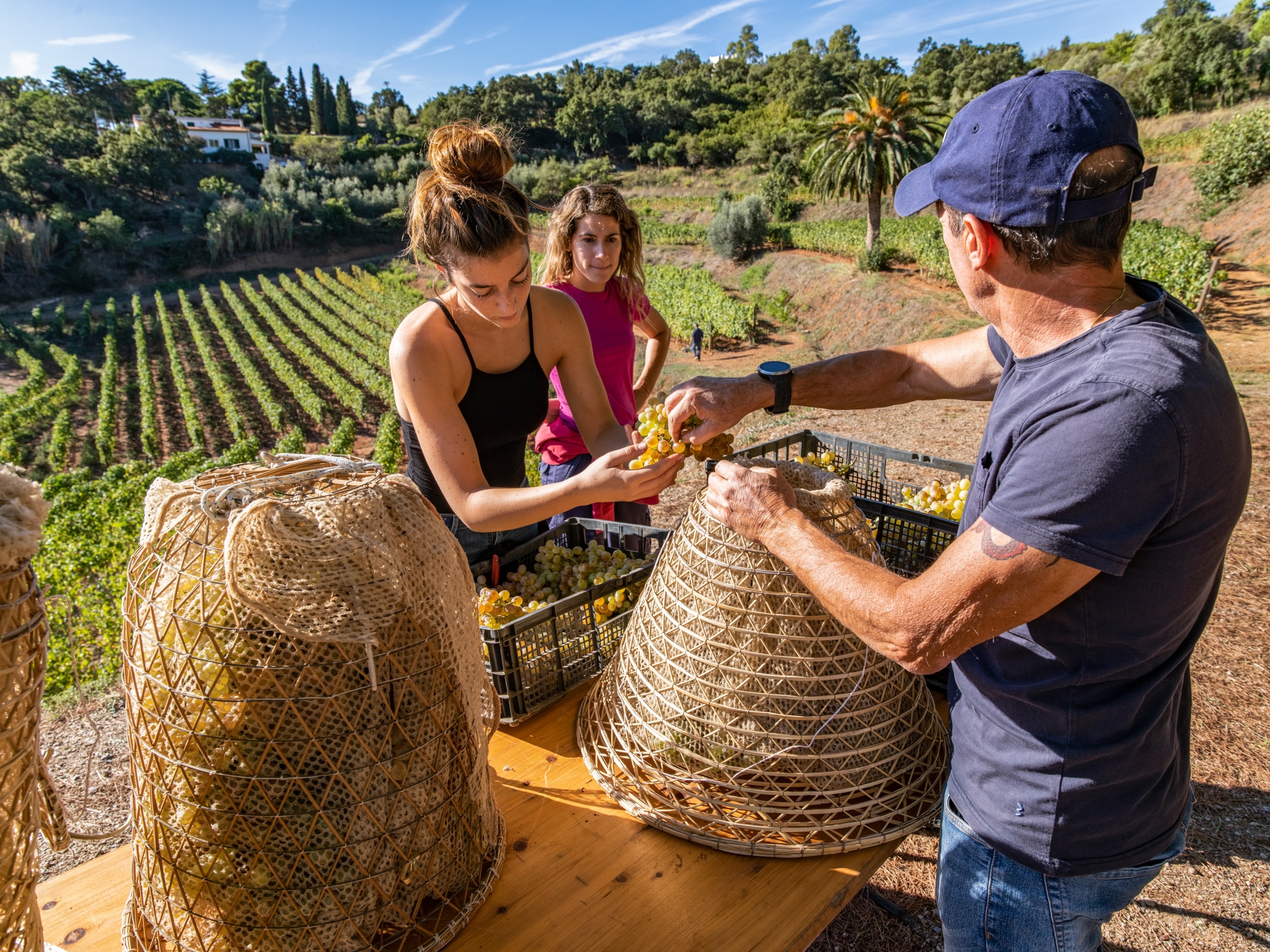 Ancient wines are having a moment in Italy. Here’s why. | National Geographic